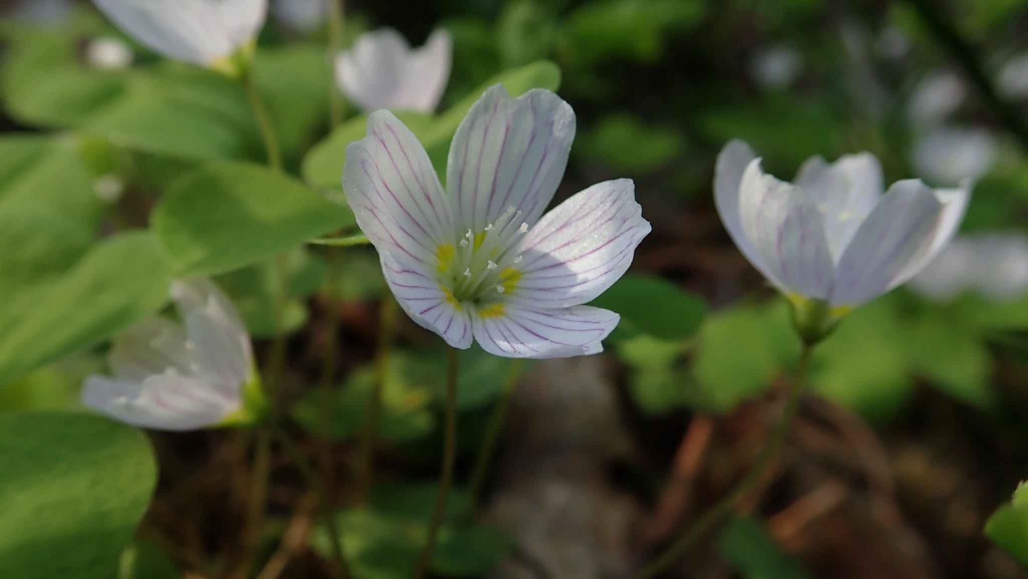 Kuulutus: Maa-aineslupa / Metsäyhtymä Nousiainen - Lopen kunta